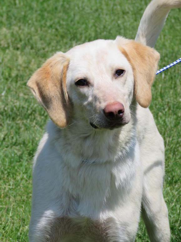 SPCA Dog Of The Month Is Dagwood | The Farmville Herald