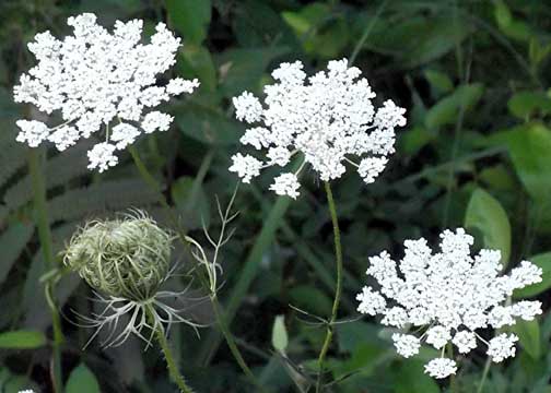 Elam-Area News - Farmville | Farmville