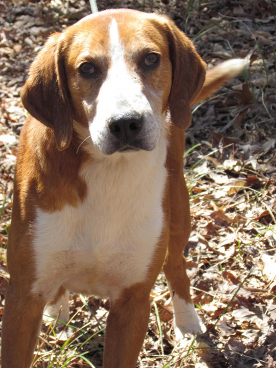 SPCA Dog Of The Month | The Farmville Herald