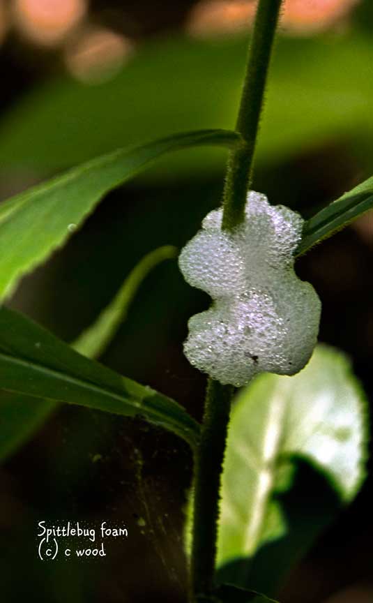 Help! There’s frog spit on that plant | The Farmville Herald