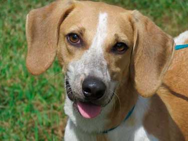 Flapjack is the SPCA Dog of the Month - Farmville | Farmville