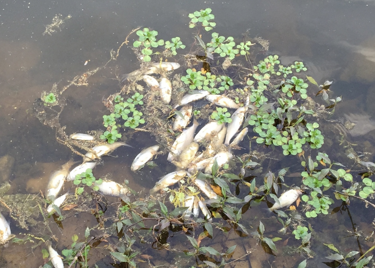 Warmer water kills Gizzard Shad | The Farmville Herald