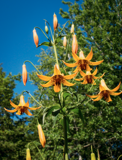 The Canada Lily: a striking native | The Farmville Herald