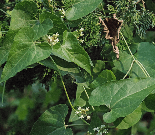 Honeyvine milkweed: a native with mixed reviews | The Farmville Herald