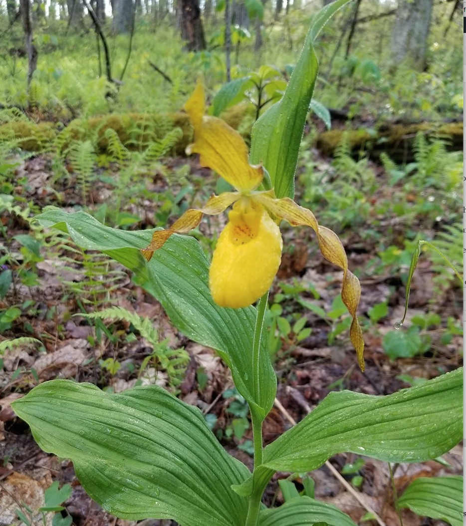 The mystique of lady’s slippers | The Farmville Herald