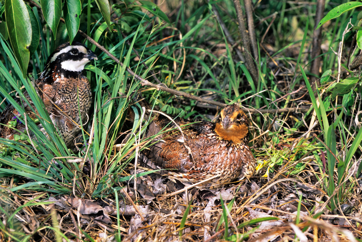 Margaret Watson Bird Club presents ‘Those Crazy Bobwhites’ - Farmville ...