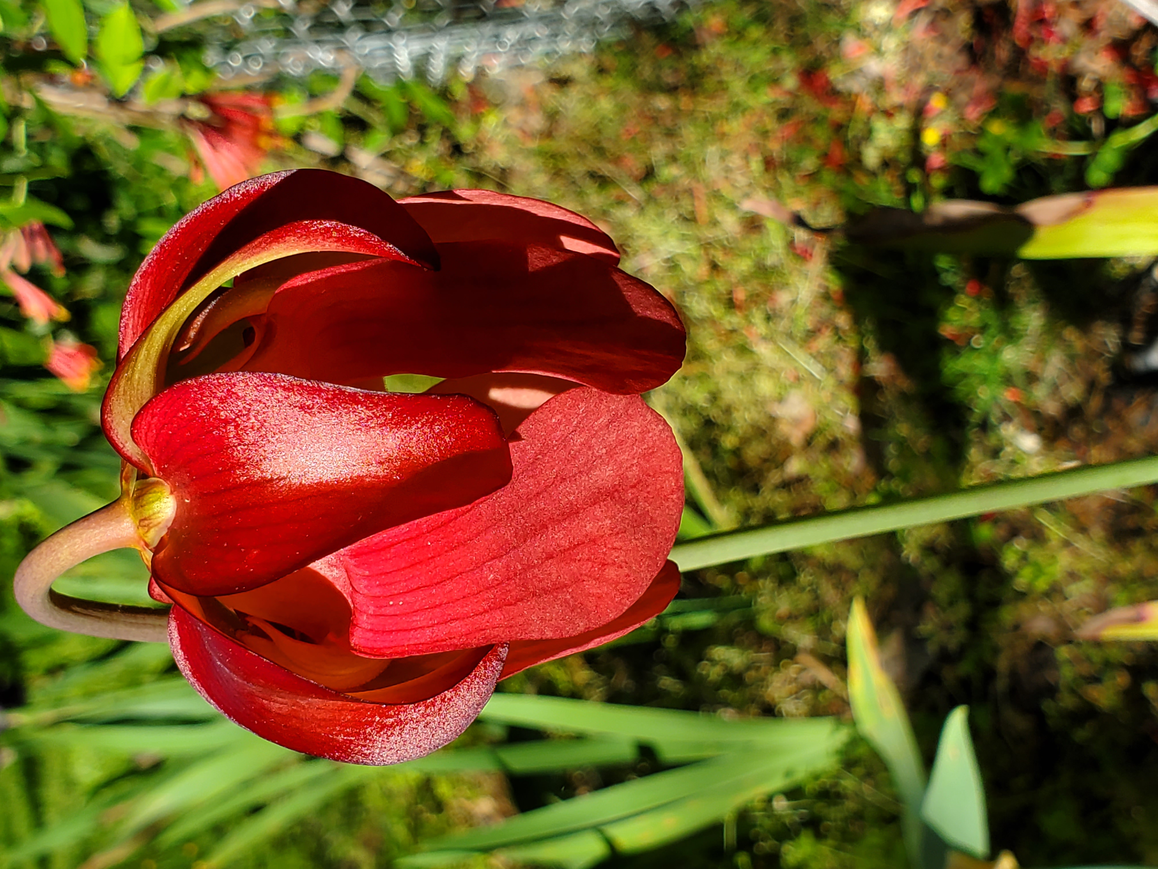 Growing picture perfect pitcher plants | The Farmville Herald