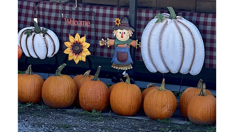A brief pumpkin-buyer’s guide | The Farmville Herald