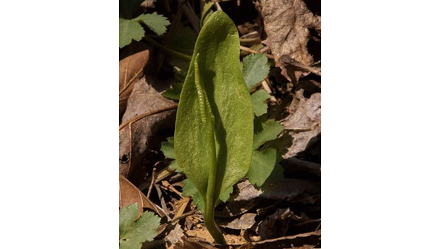 The Adder’s Tongue: An unusual looking plant | The Farmville Herald