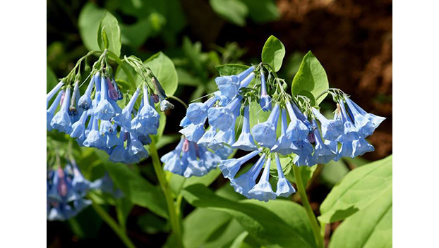 Bluets Flower Facts | Best Flower Site