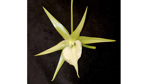 Through The Garden Gate — Darwin’s Orchid: An uncommon house plant ...