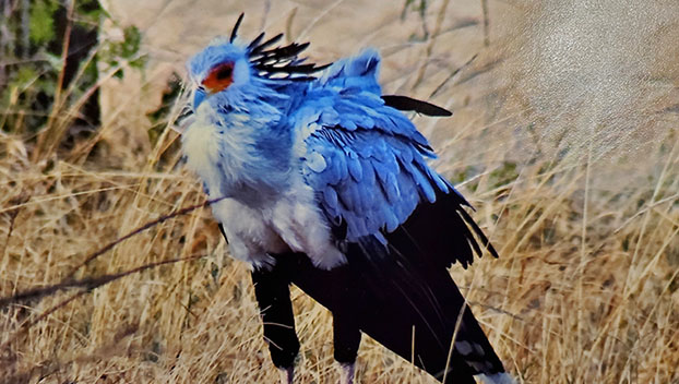 Bird Club holds season’s final program | The Farmville Herald