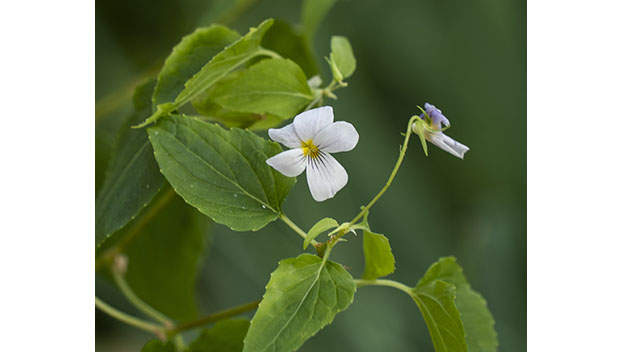 Mother Nature’s Garden: Let’s talk about serendipity & cream violet ...