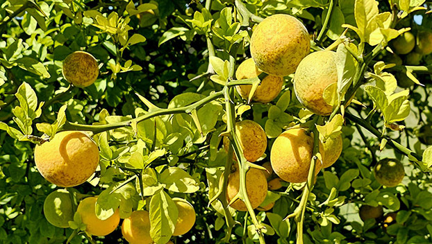 Mother Nature’s Garden: The Hardy Citrus | The Farmville Herald