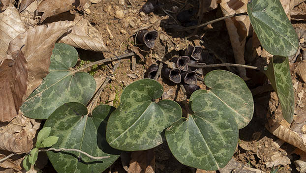 Mother Nature’s Garden: Praying to the plants | The Farmville Herald