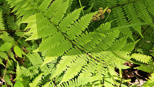 Ferns: Old friends and new ones | The Farmville Herald